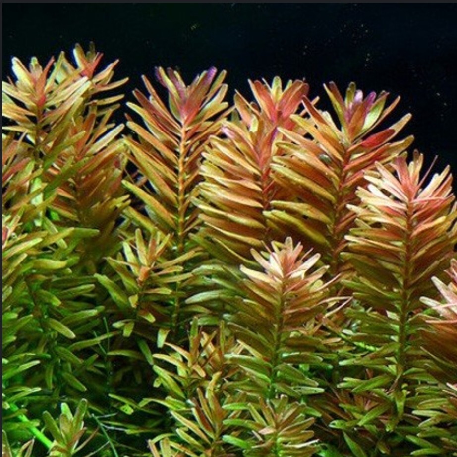 Rotala rotundifolia, Rotala okrągłolistna | Lwówek | Kup teraz na ...