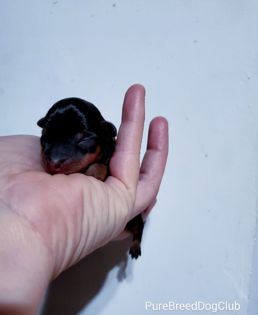 Praski Ratler - najmniejsza rasa psów - ratlerek | Gliwice | Ogłoszenie ...