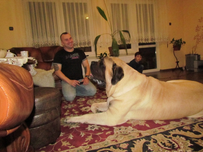 Mastif mastiff mastif angielski szczenięta ZKWP | Reda | Ogłoszenie na ...