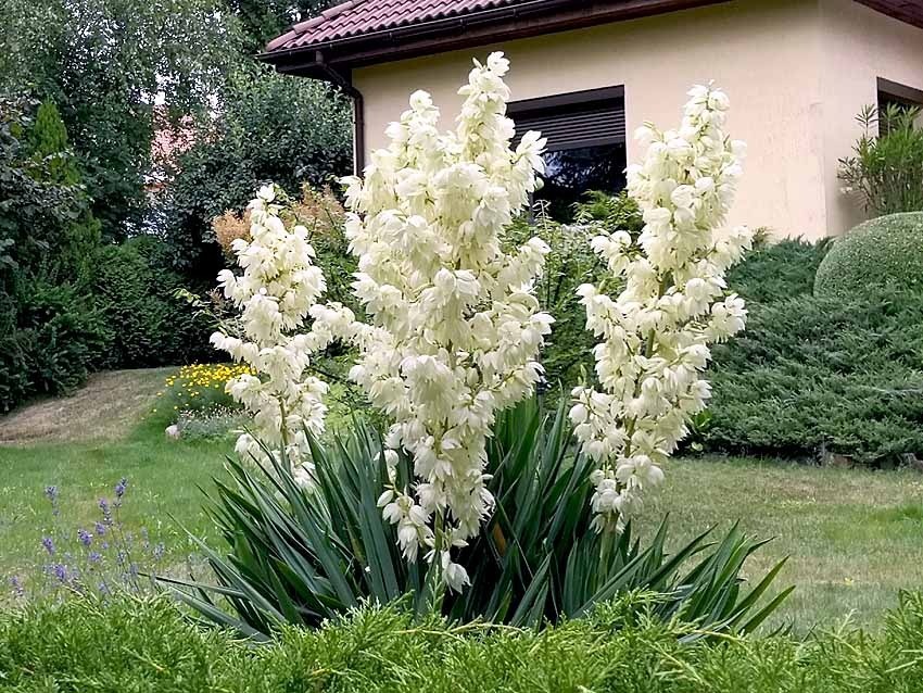 Juka karolińska ogrodowa jucca duża sadzonka | Ruda Białaczowska | Kup ...