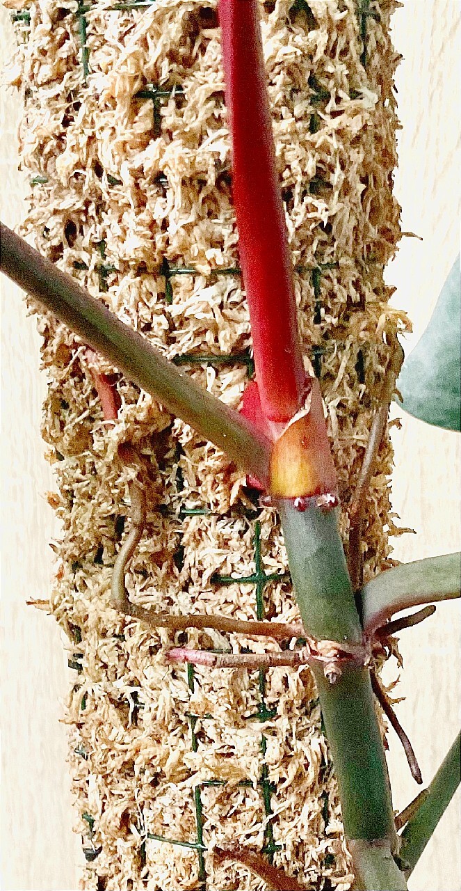 Palik totem podpora mech sphagnum 65x5cm monstera | Bydgoszcz | Kup ...