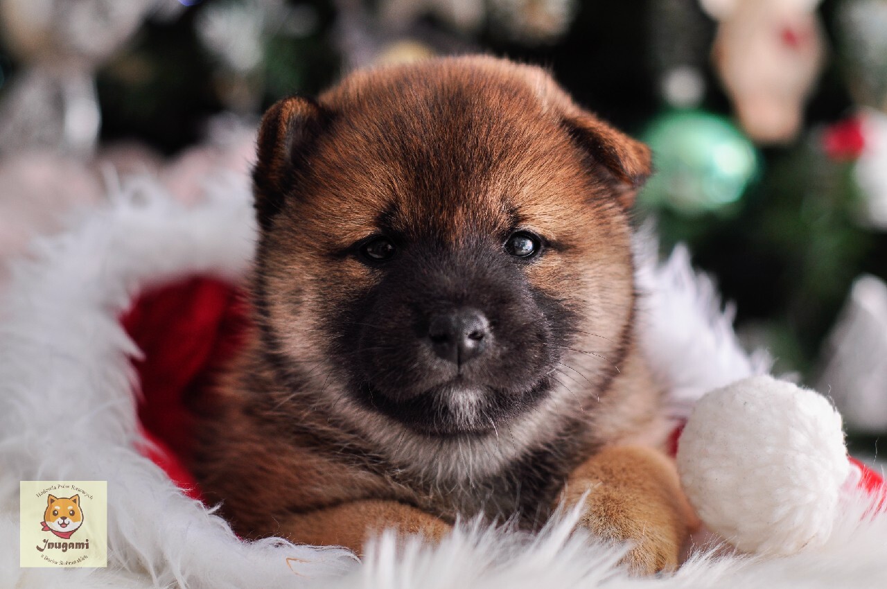 Hodowla Shiba Inu- Inugami | Kluczbork | Ogłoszenie na Allegro Lokalnie