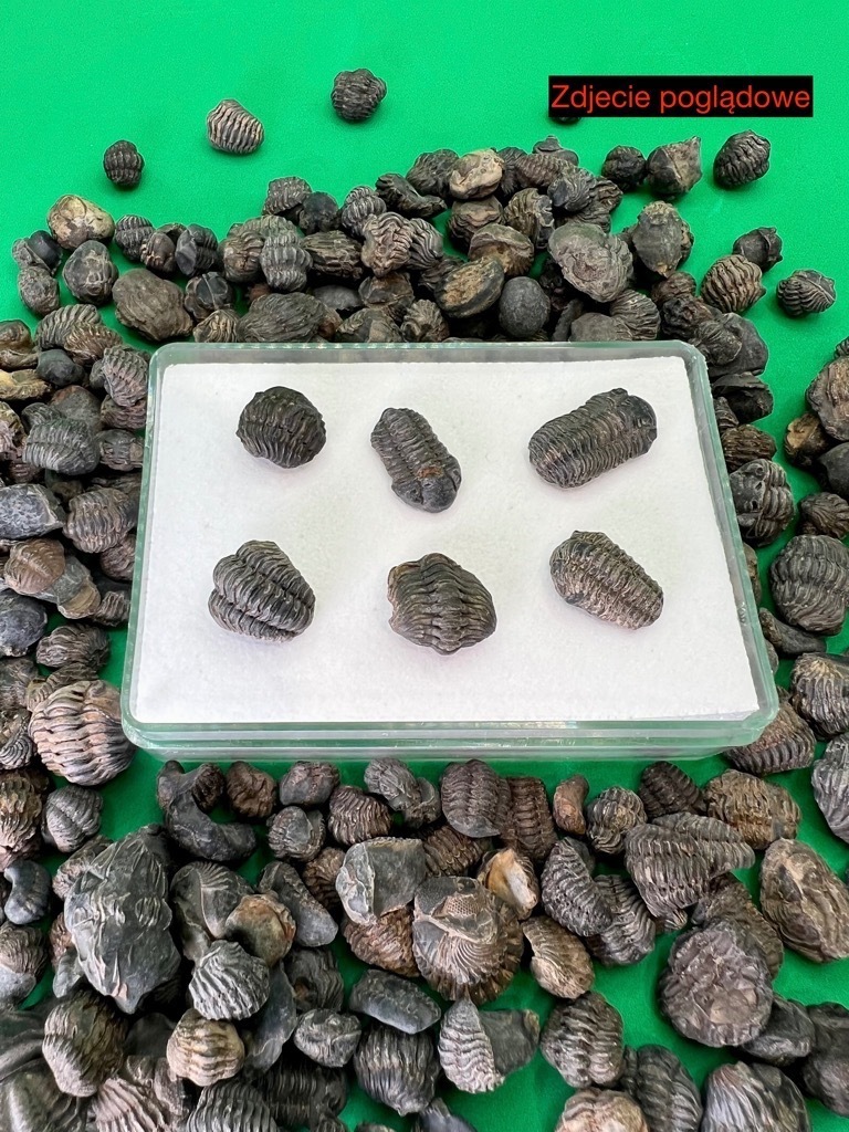 Trylobit - Skamieliny - kolekcje - Allegro.pl