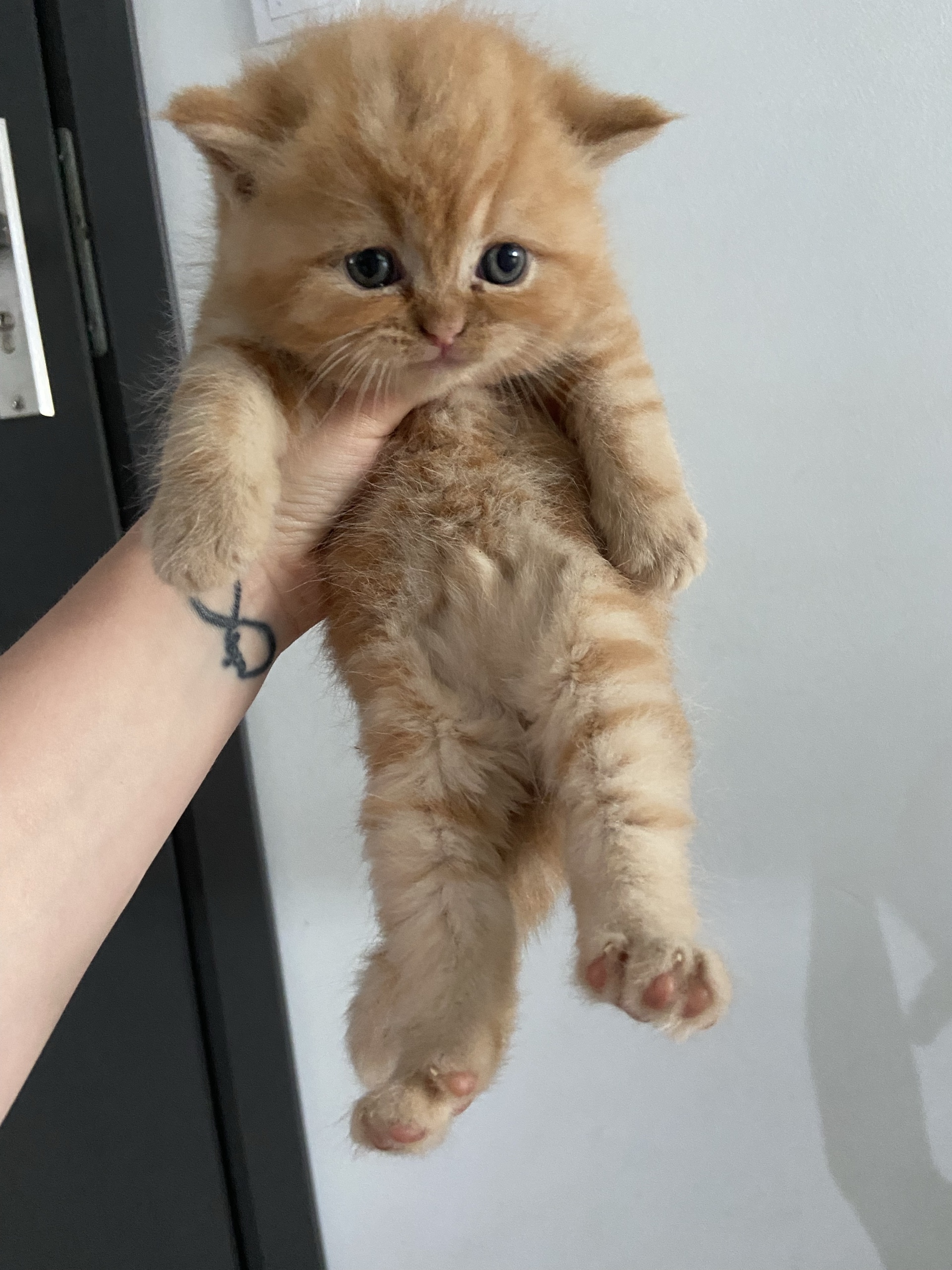 Kocurek perski rudy | Jędrzejów | Ogłoszenie na Allegro Lokalnie