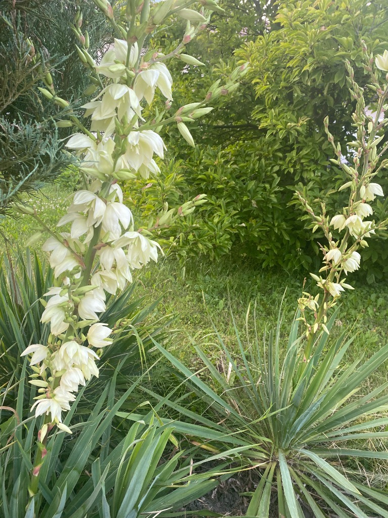 Juka Karolińska z ogrodu - duże okazy | Wolbórz | Kup teraz na Allegro Lokalnie