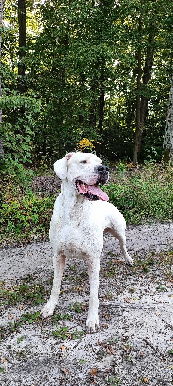 Dog Argentyński krycie | Radom | Ogłoszenie na Allegro Lokalnie