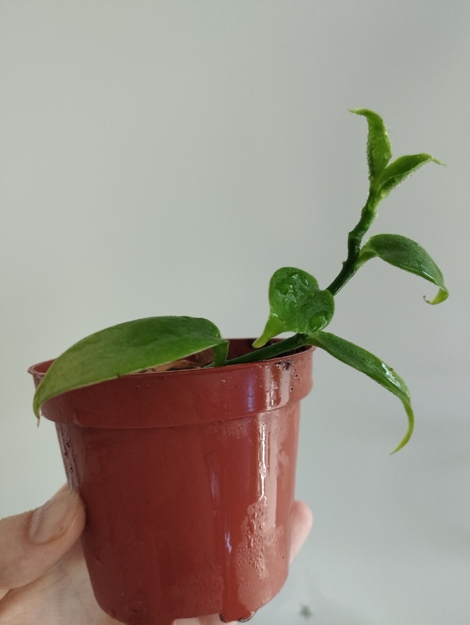 Wanilia Płaskolistna - Sadzonki - Rośliny doniczkowe | Allegro