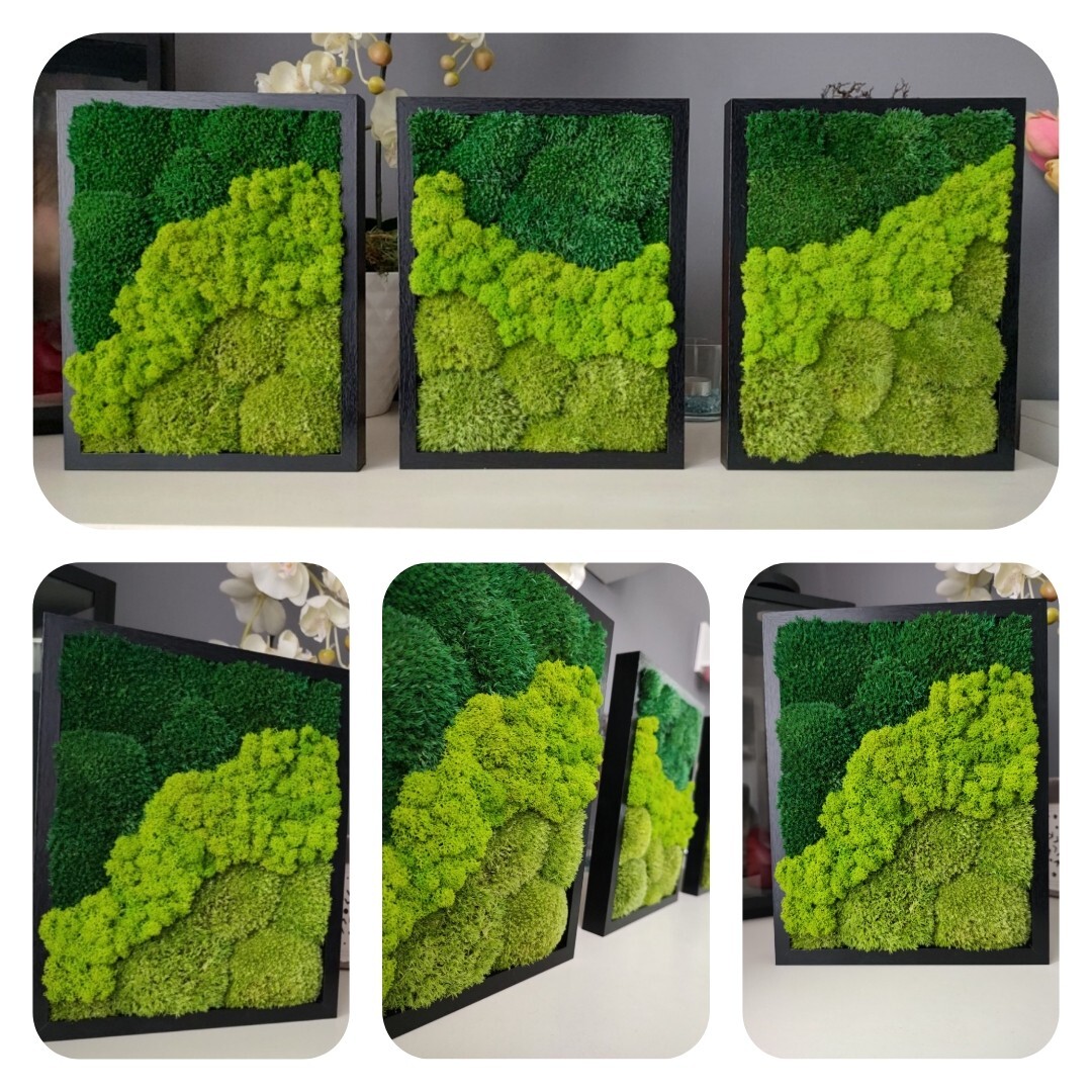 Tryptyk obraz mech chrobotek ramka 23x32cm 3 szt. | Ruda Śląska | Kup ...