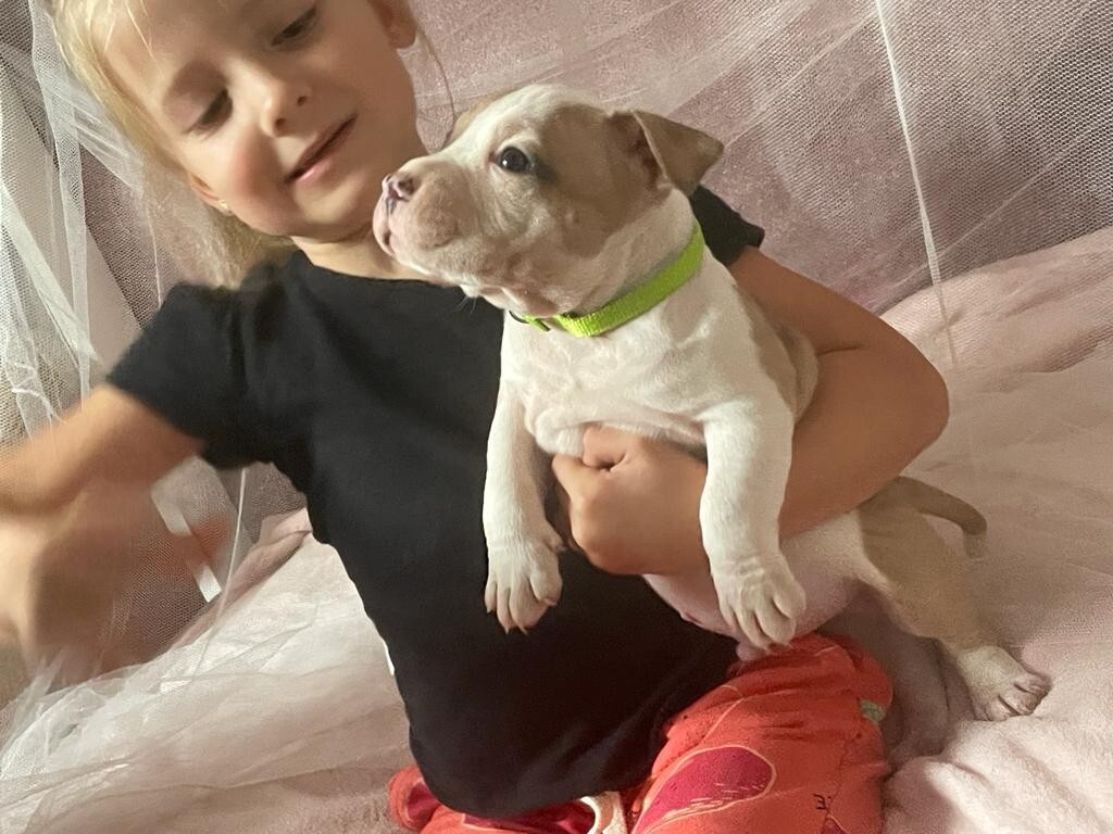 American bully pies | Wrzesnia | Kup teraz na Allegro Lokalnie
