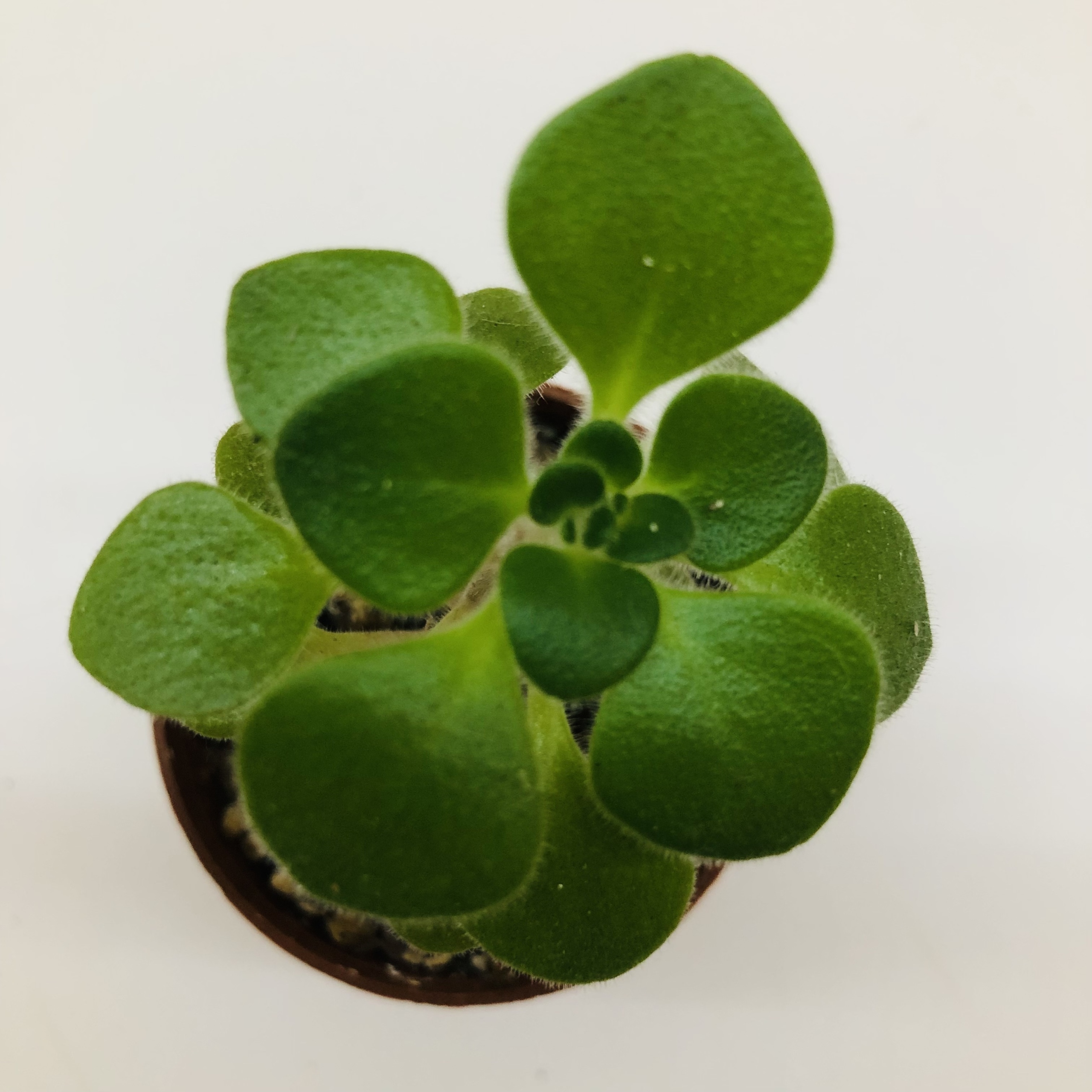 Aichryson laxum „ Tree of love” | Warszawa | Kup teraz na Allegro Lokalnie