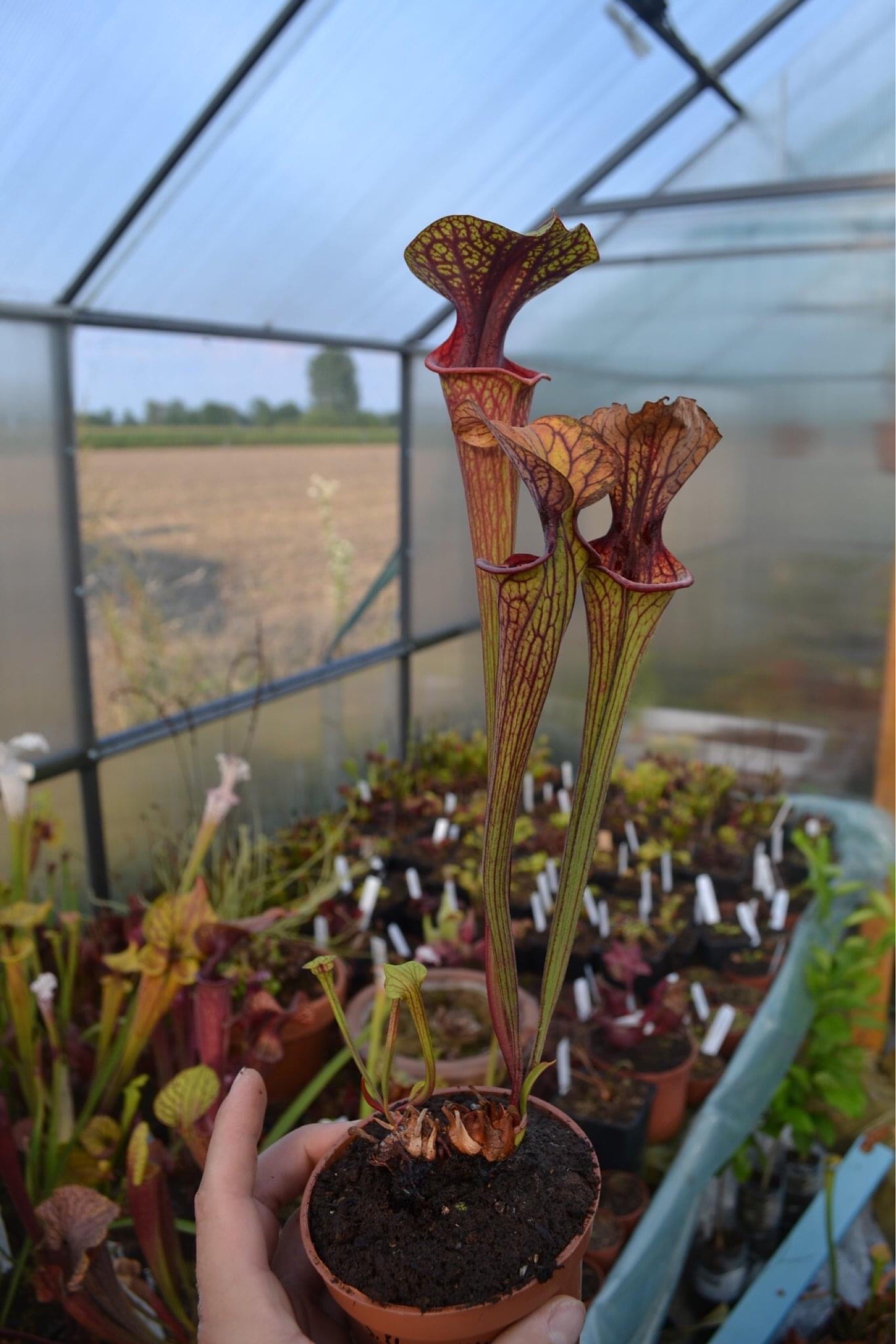 Kapturnica S. flava x oreophila owadożerna | Bielawy | Kup teraz na ... Kapturnica S. flava x oreophila owadożerna | Bielawy | Kup teraz na ...