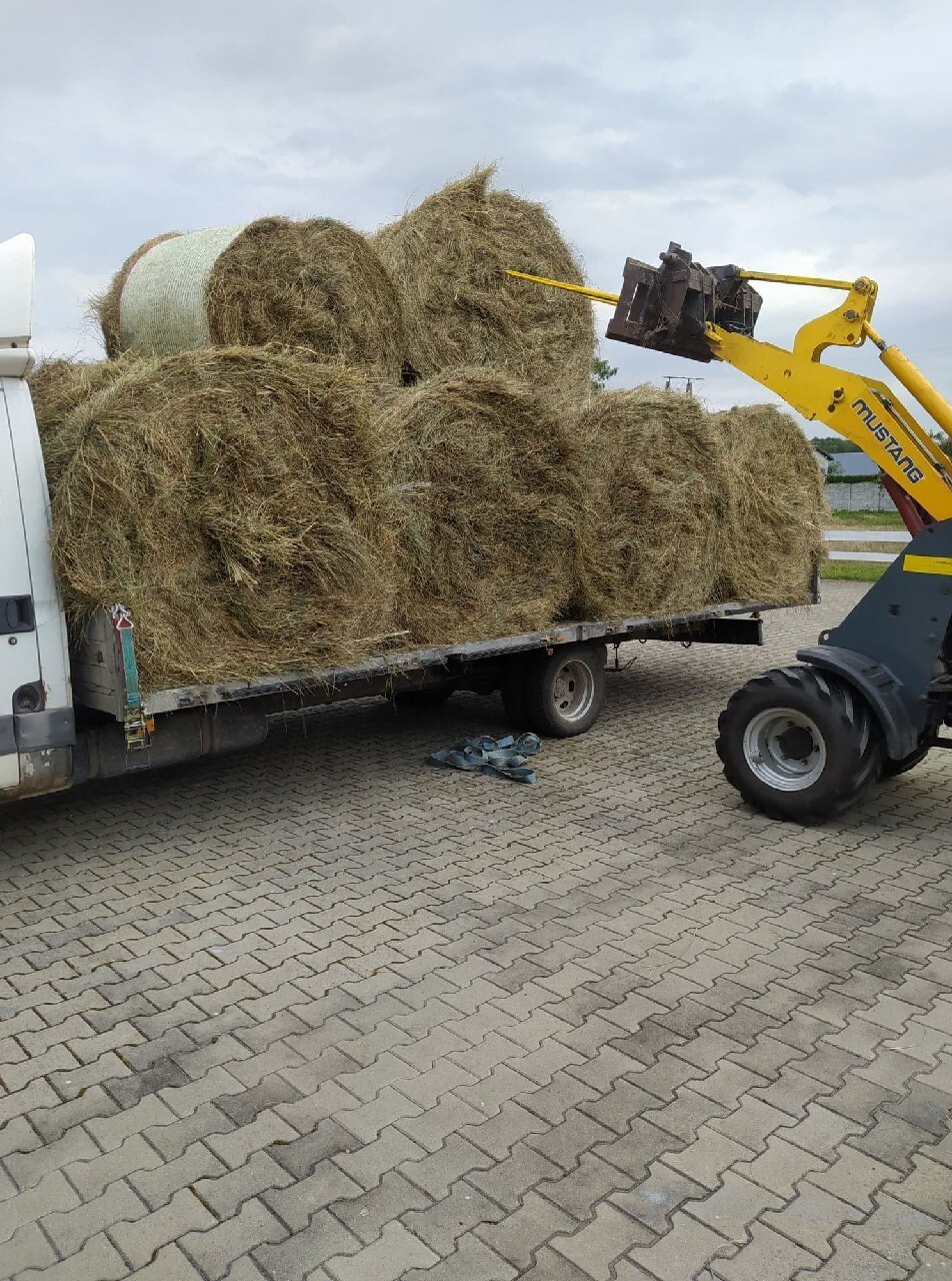 SIANO W BELACH 150 CM | Łabunie | Kup teraz na Allegro Lokalnie