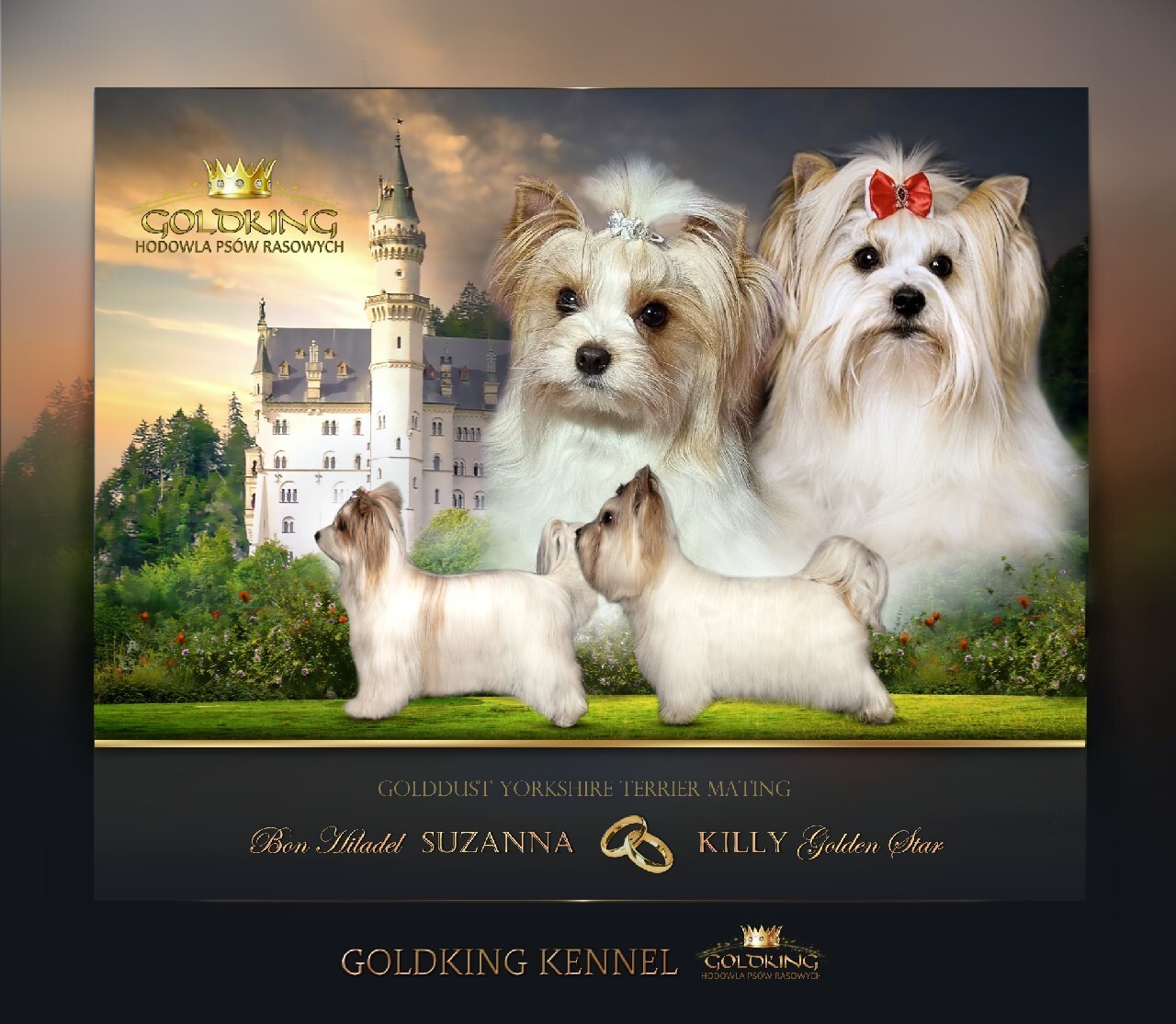 Yorkshire Golddust- Biały York | Dąbrowa Chotomowska | Ogłoszenie na ...