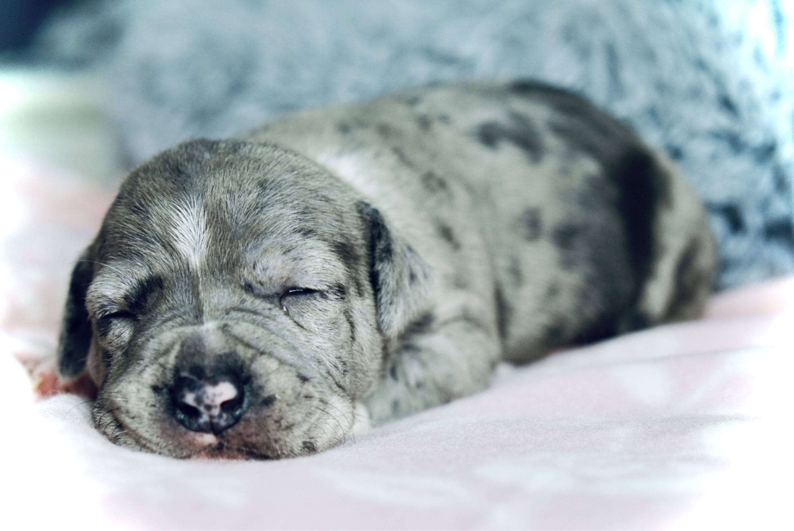 Amstaff American Staffordshire Terrier merle suczk | Siewierz ...