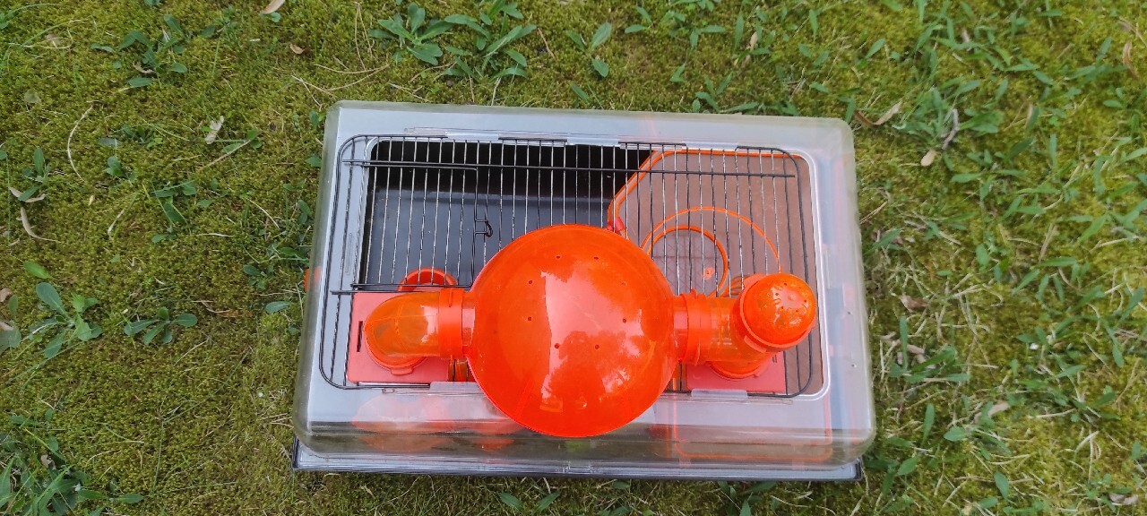 Klatka dla chomika | kanie | Kup teraz na Allegro Lokalnie