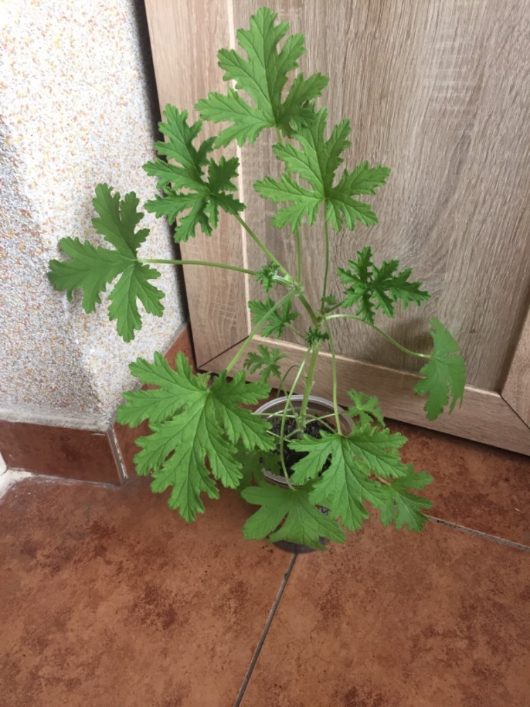 Pelargonia pachnąca geranium anginka cytrynka | Mielec | Kup teraz na ...