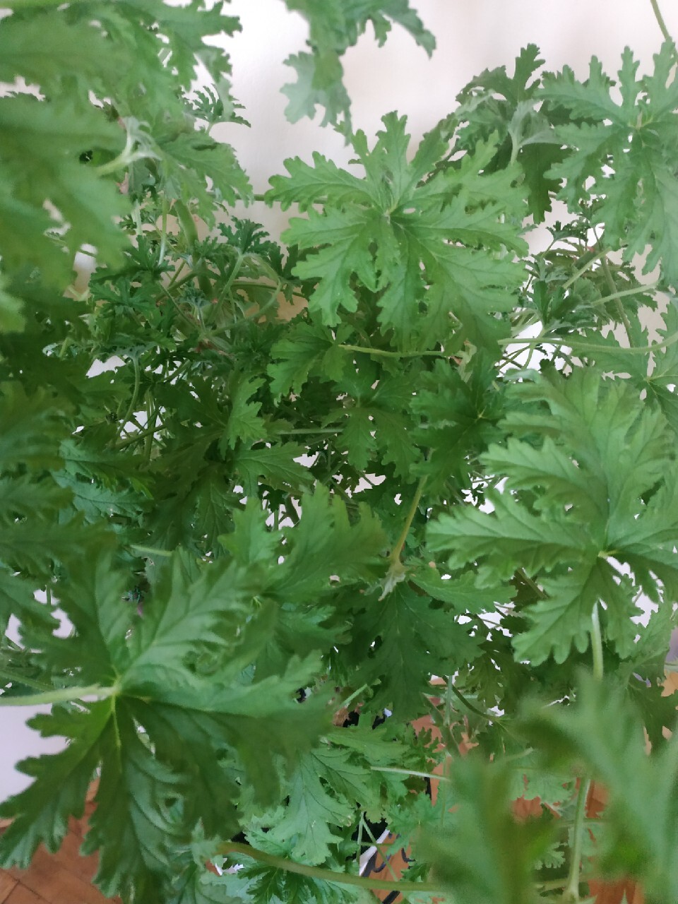 Piękne, XXL geranium, anginka, cytrynka + gratis | Kobyłka | Kup teraz ...