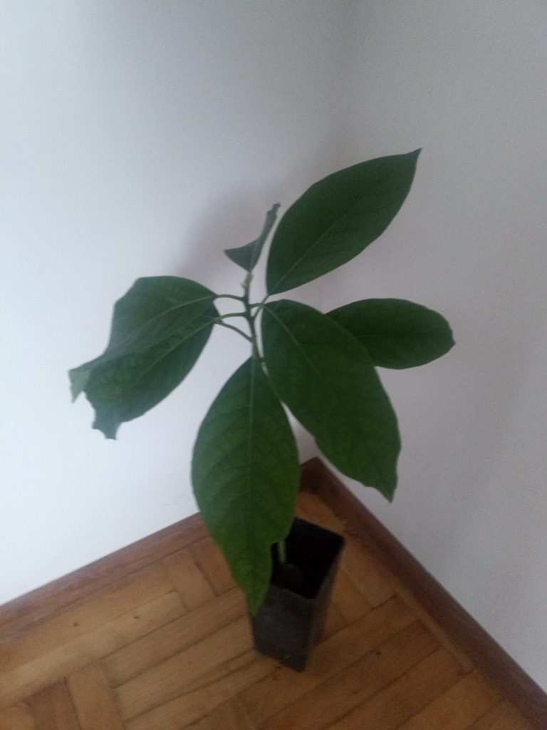 Awokado - Roślina - Niska cena na Allegro.pl