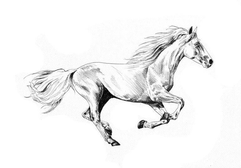 Koń konie portret rysunek grafika obraz 21x30 k05 | Wrocław | Kup teraz ...