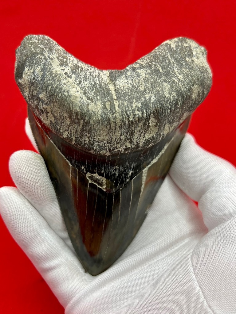 OGROMNY ZĄB REKINA MEGALODONA XLL - AUTENTYK | Warszawa | Kup teraz na ...