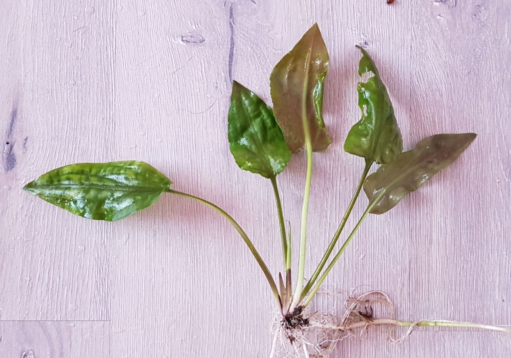 Kryptokoryna odmiany Cryptocoryne pontederifolia | Jaworzno | Kup teraz ...