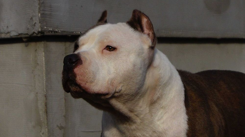 American Staffordshire Terrier z rodowodem Amstaff | Ochudno ...