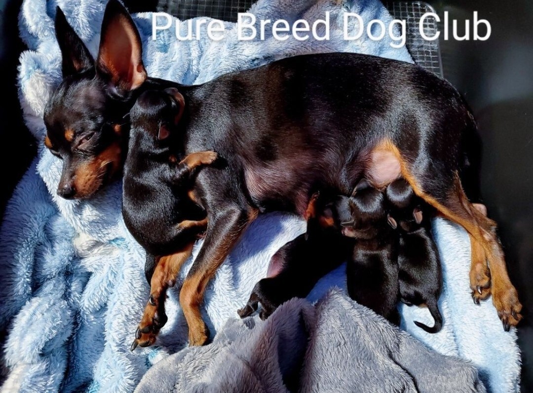 Praski Ratler - najmniejsza rasa psów - ratlerek | Gliwice | Ogłoszenie ...