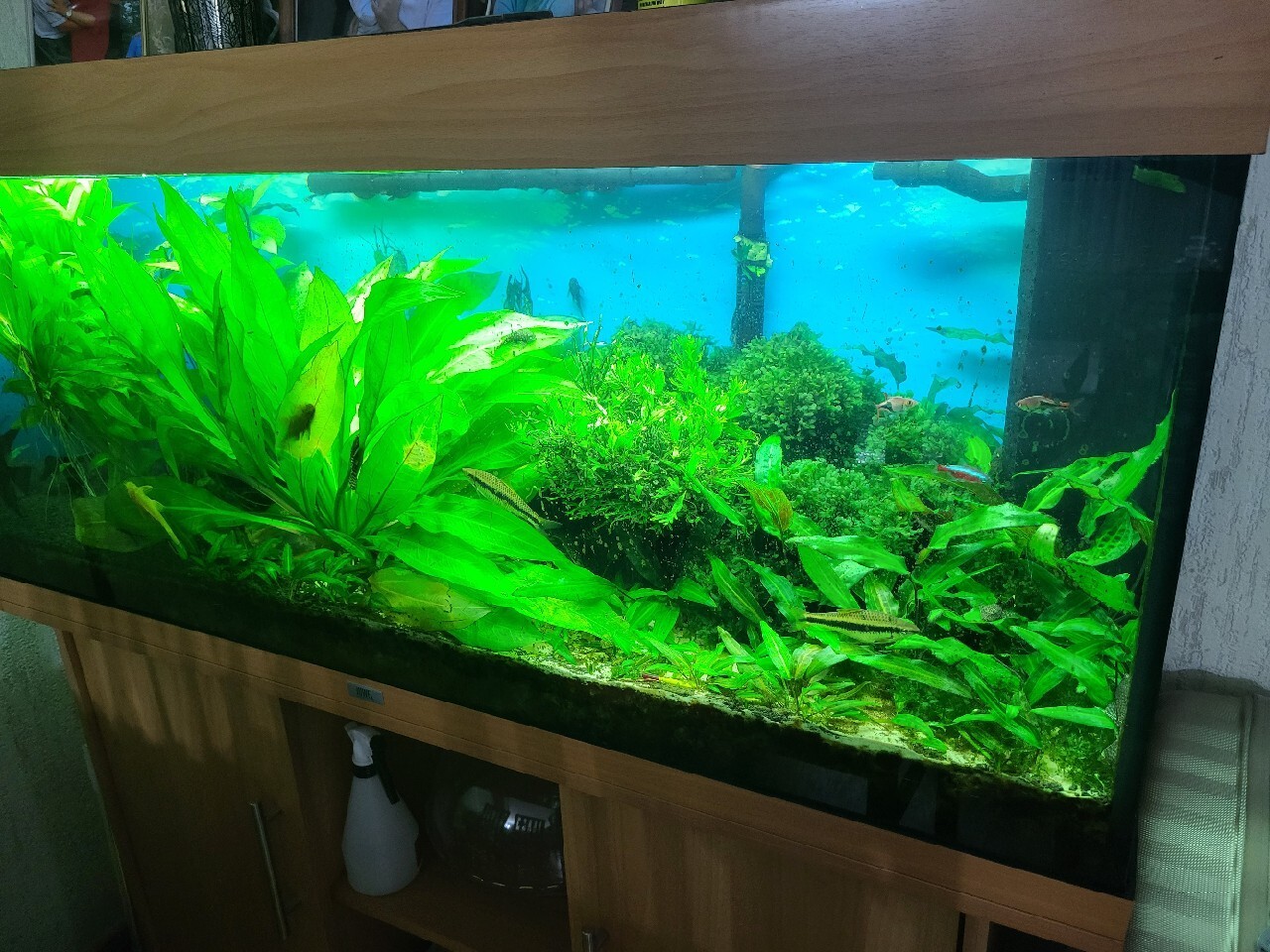 Akwarium Juvel 260l | Katowice | Ogłoszenie na Allegro Lokalnie