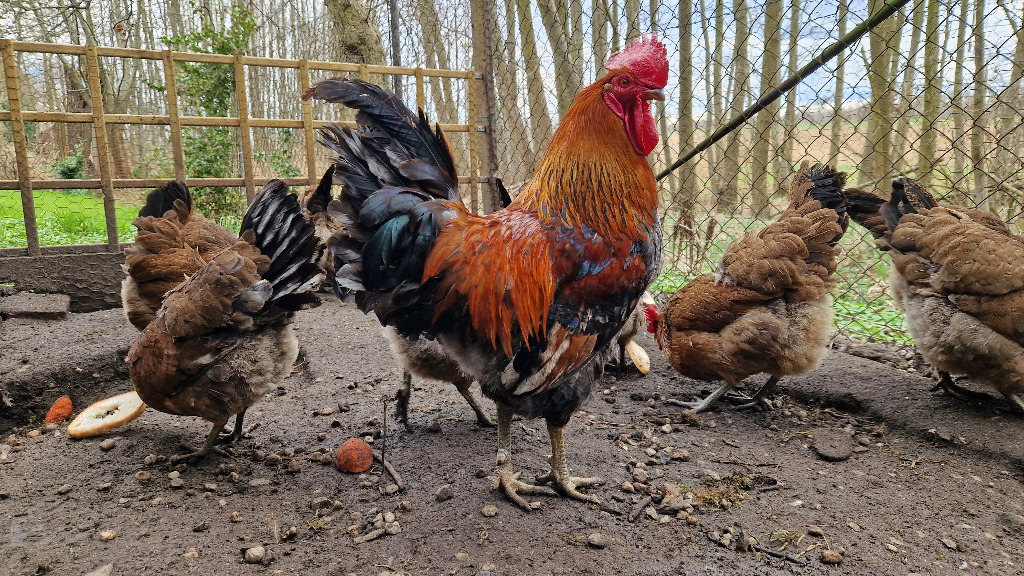 Kogut Zielononóżka kuropatwiana, roczny, odchowany | Rudno | Ogłoszenie ...