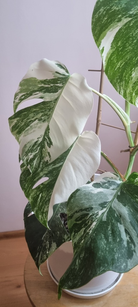 Monstera Variegata duża | Tarnowskie Góry | Ogłoszenie na Allegro Lokalnie