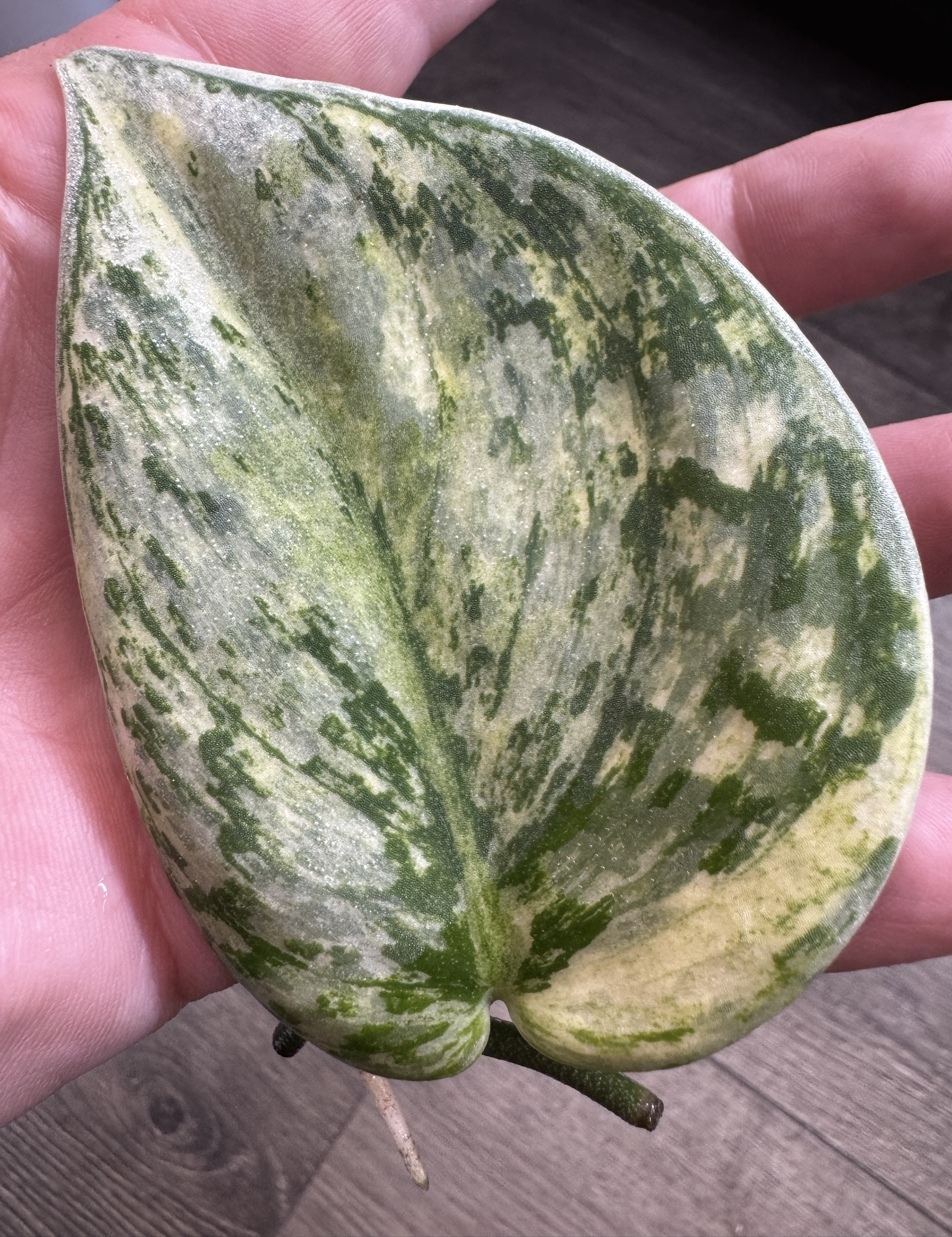 Scindapsus Exotica Hologram pędówka | RADOM | Kup teraz na Allegro Lokalnie