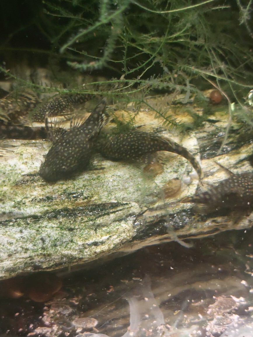 Zbrojnik - Niska cena na Allegro.pl