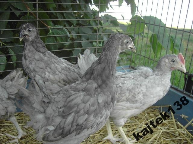 Kury,Pisklęta,kurczęta Karmazyn,Green Shell*Wysyłk | Raszówek ...