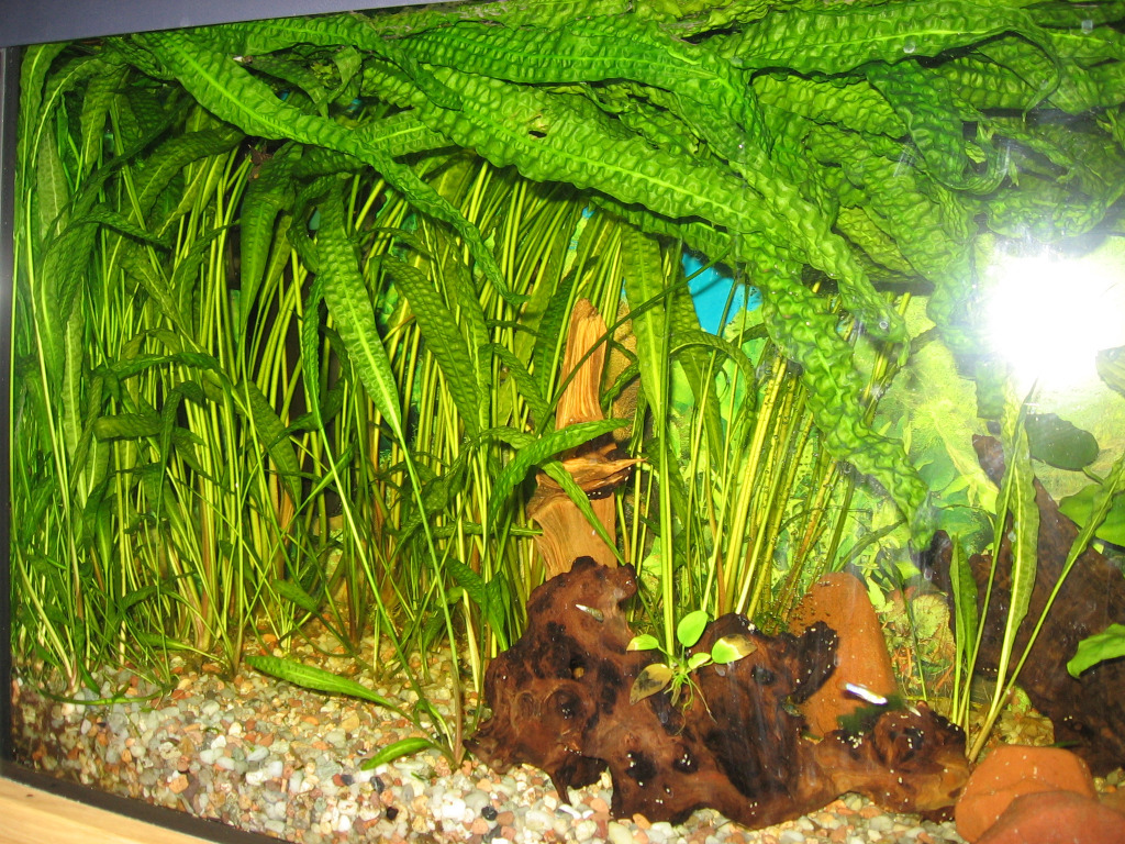 Kryptokoryna karbowana, aponogetifolia - do 80 cm | Piła | Kup teraz na ...