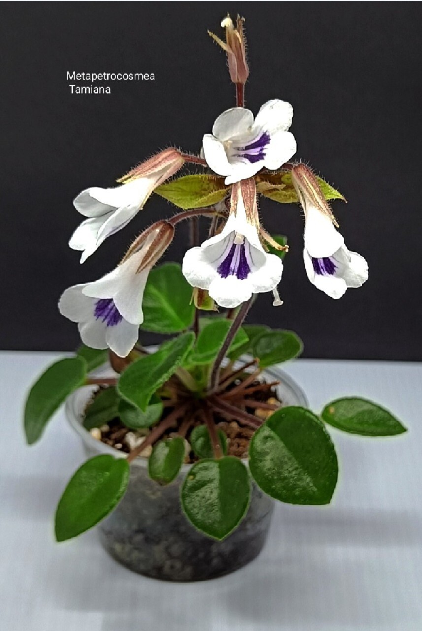 Chirita Primulina Tamianawiwarium paludarium terrarium las w słoiku ...