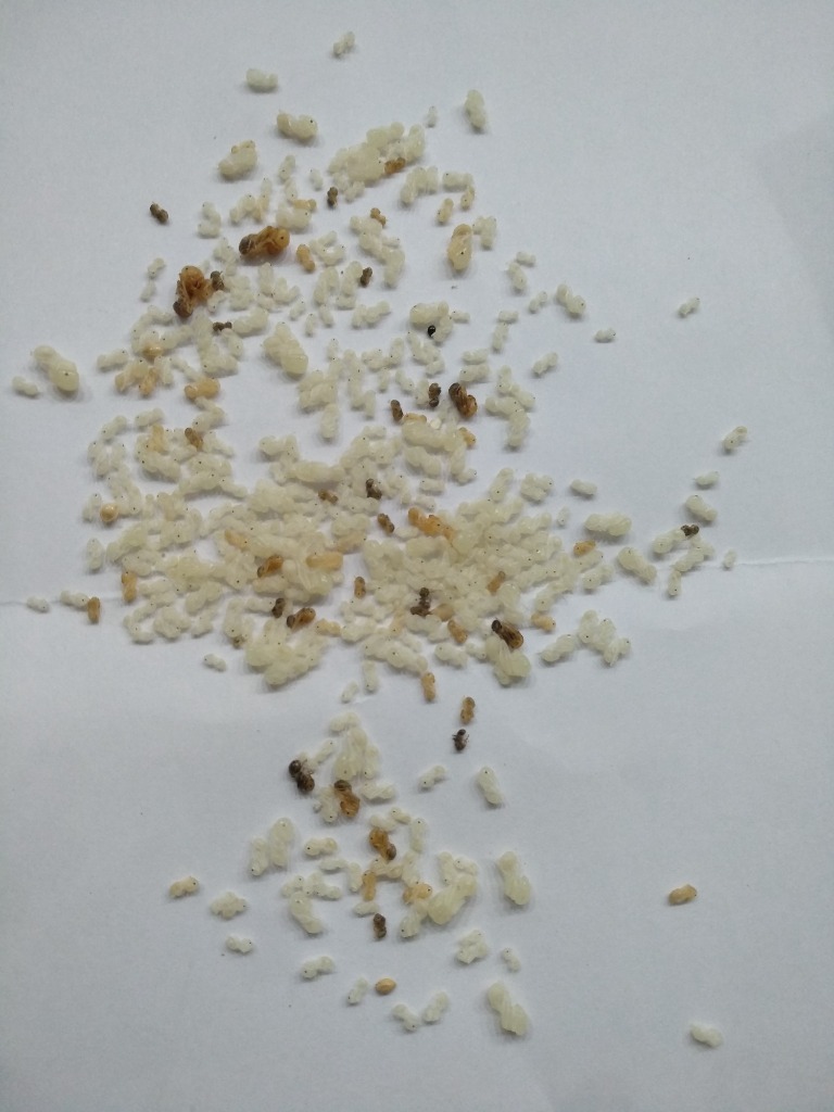 Poczwarki Messor Barbarus - Niska cena na Allegro.pl