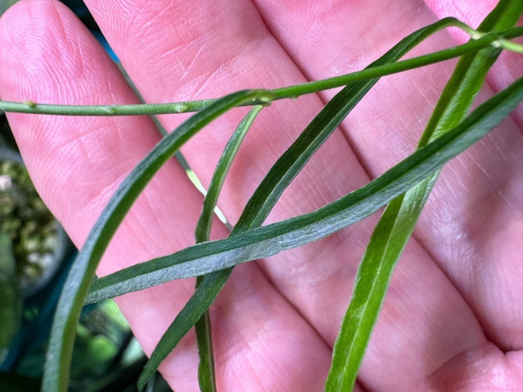 Hoya stenophylla Hoja | Koszalin | Kup teraz na Allegro Lokalnie