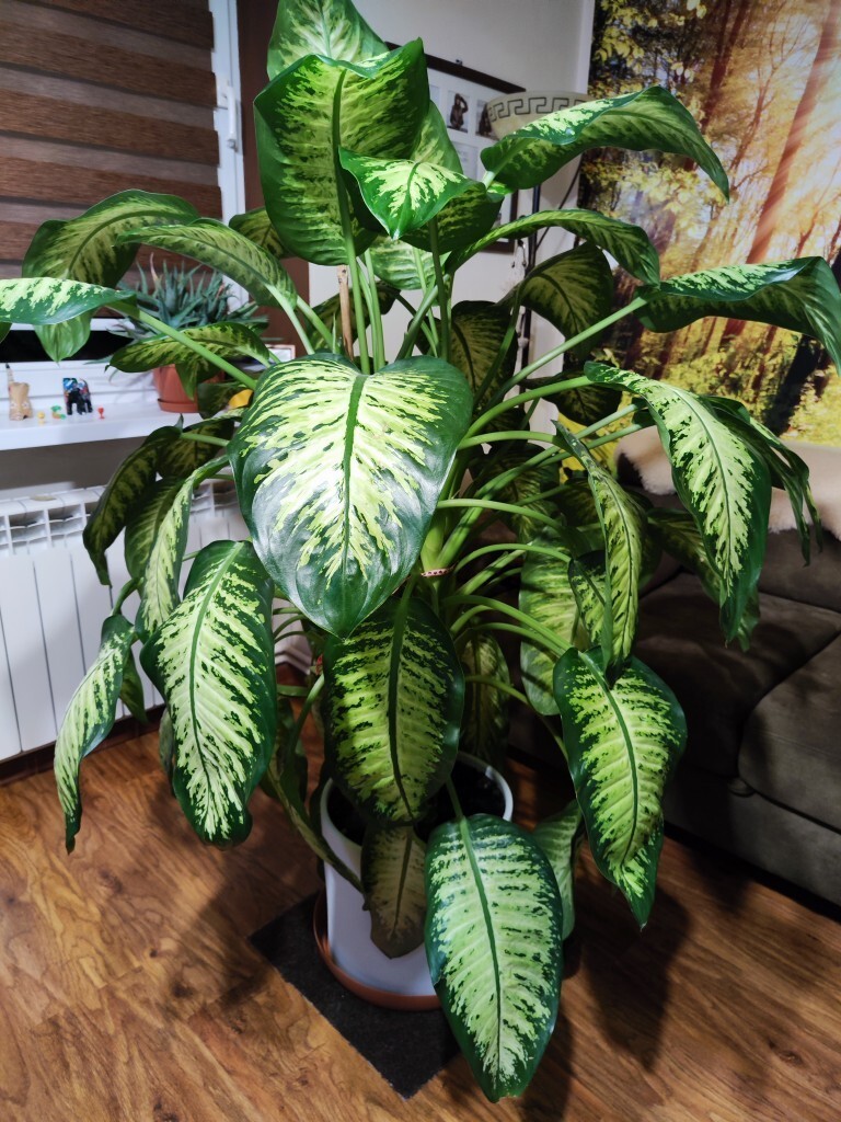 Kwiat Difenbachia | Babimost | Ogłoszenie na Allegro Lokalnie
