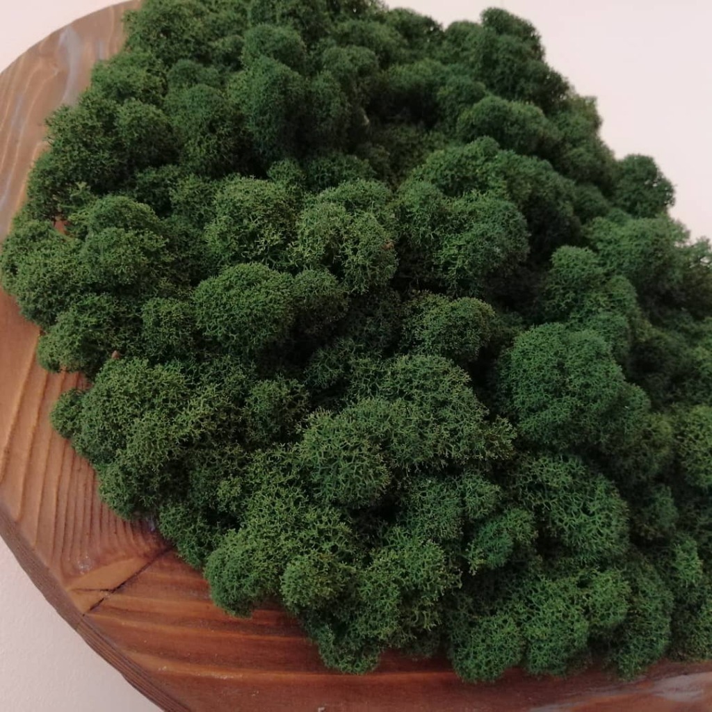 CHROBOTEK obraz z chrobotka robiony na | Mielec | Kup teraz na Allegro ...