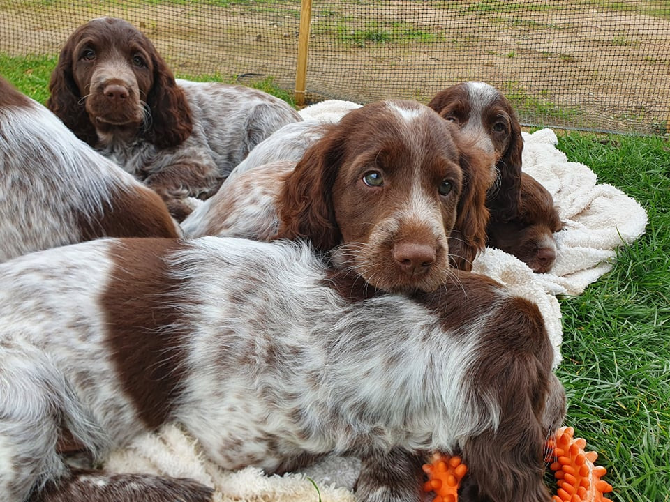 Polski spaniel myśliwski - szczenięta | Poznań | Ogłoszenie na Allegro ...