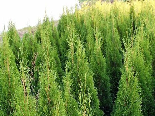 Tuja Smaragd 140150 cm szmaragd Kraków | Wawrzeńczyce | Kup teraz na ...