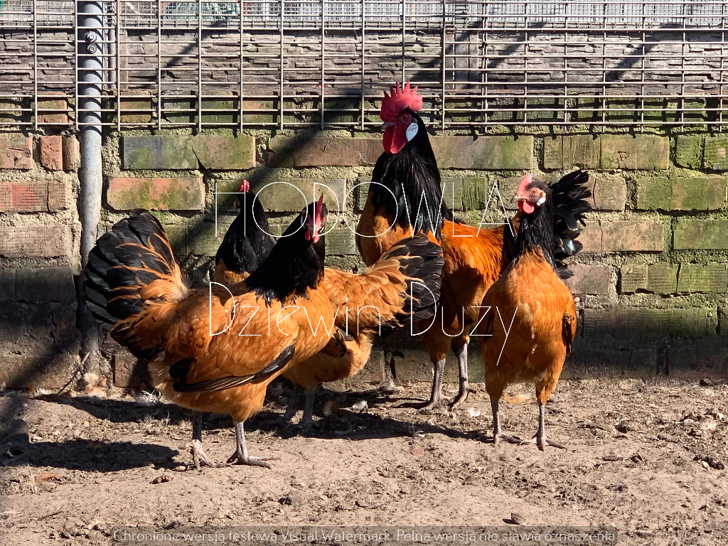 Forwerk forverk jaja lęgowe ptaki i 30 ras | Gizałki | Ogłoszenie na ...