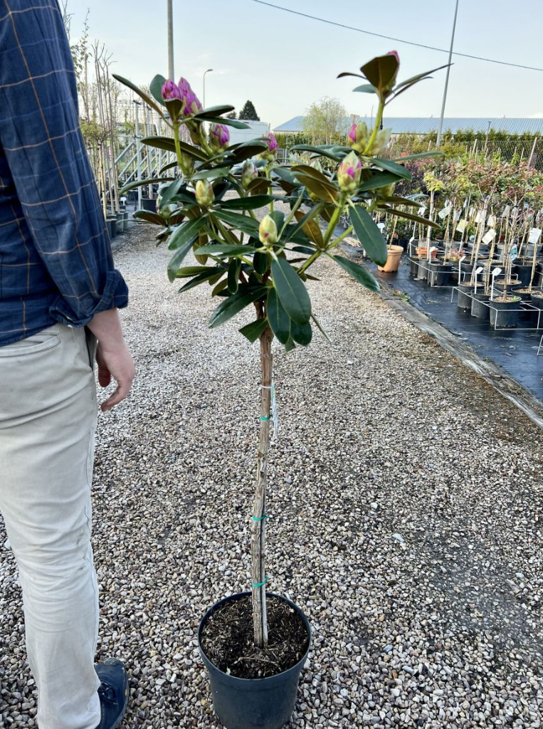 Rhododendron / Rododendron / Pień 50-80cm / 10l | Sękocin Stary ...
