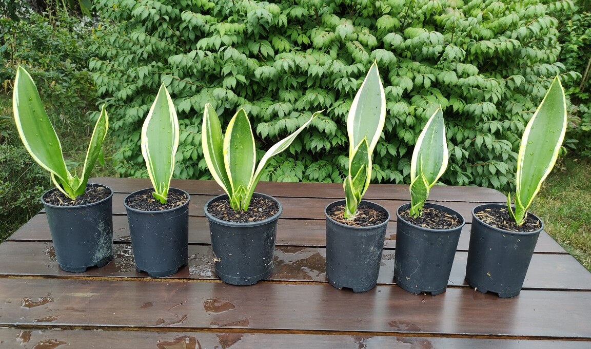 Jeżyki - Rośliny ogrodowe - Największy wybór roślin wieloletnich i jednorocznych | Allegro