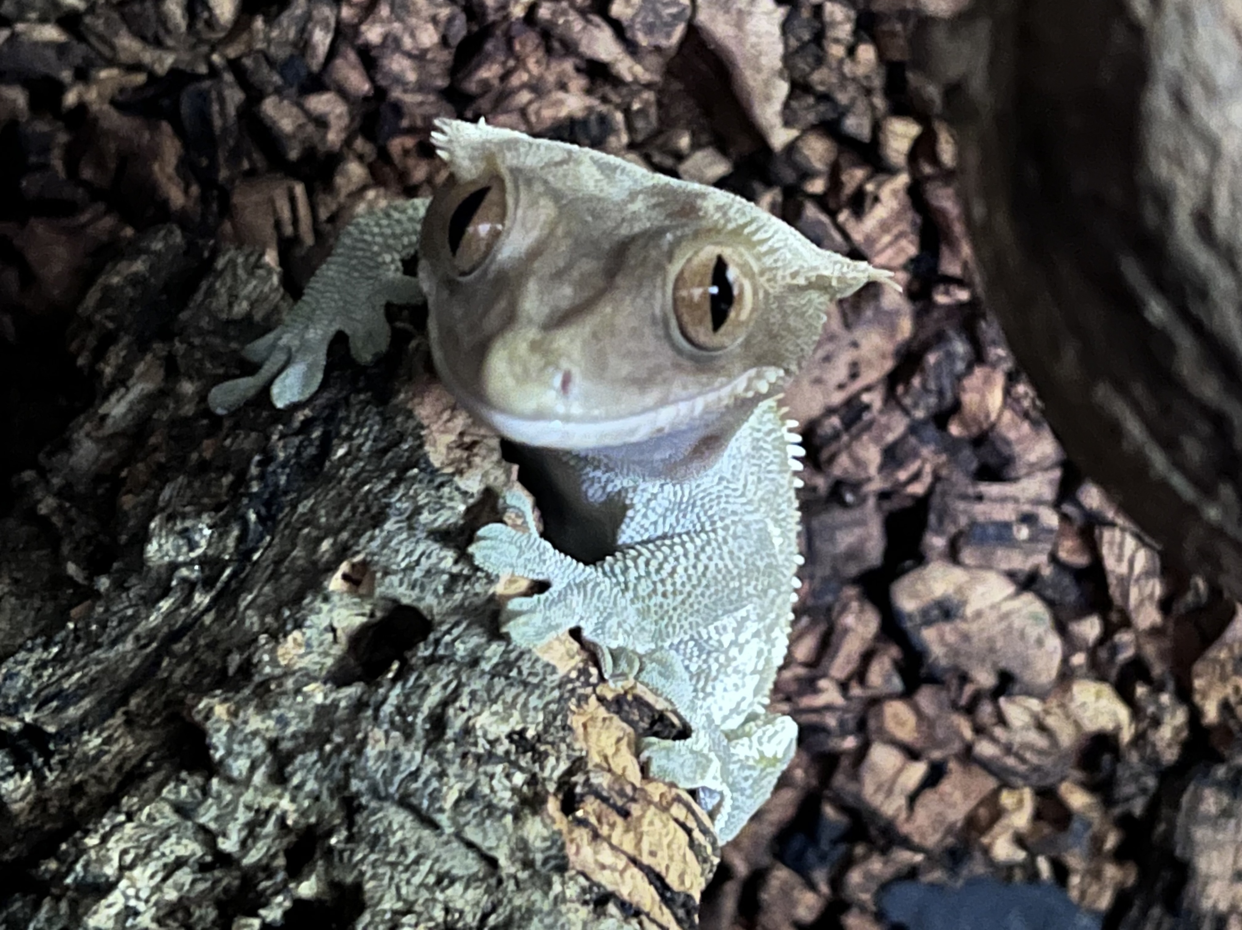 Gekon orzęsiony 3 miesięczne | Konin | Ogłoszenie na Allegro Lokalnie