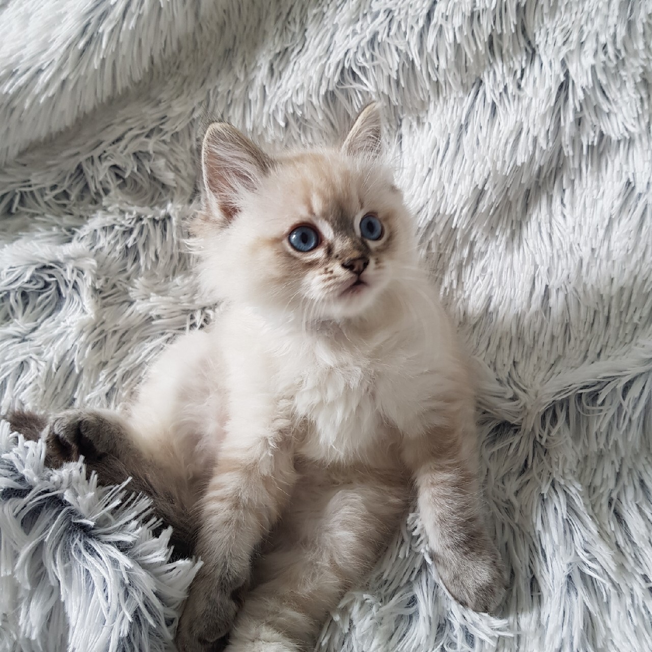 Koty rasy Ragdoll | Tarnów | Kup teraz na Allegro Lokalnie