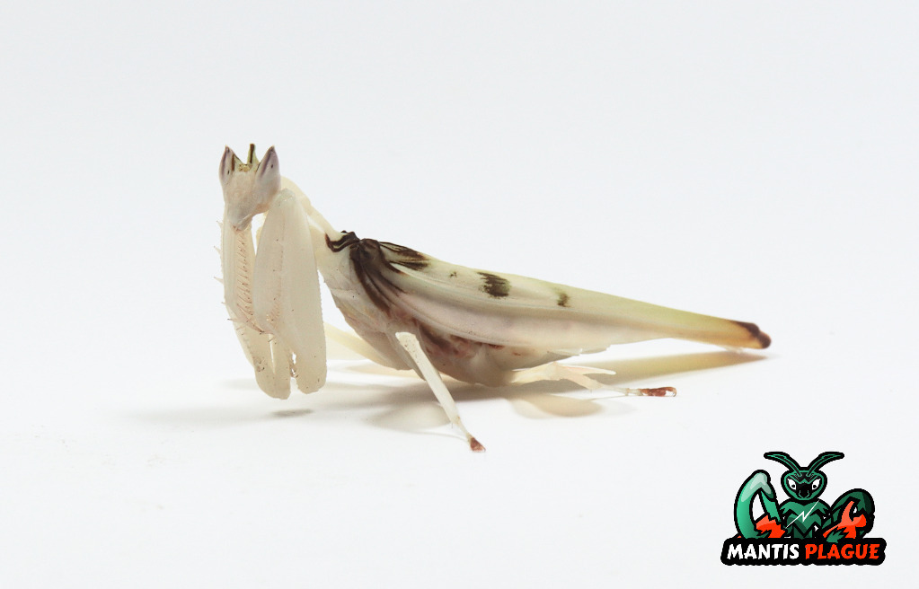 Modliszka Storczykowa L3 od Mantis Plague | Wrocław | Kup teraz na ...