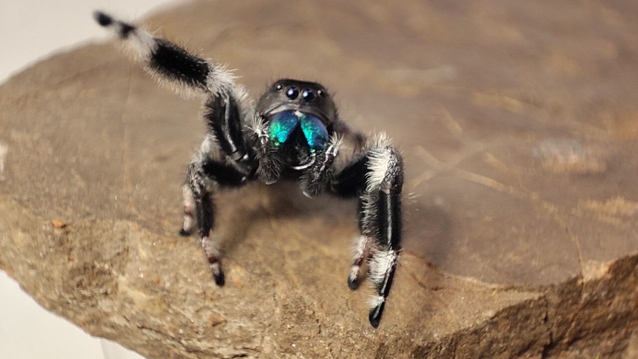 Samiec P. Regius White Bahamas Skakun Dorosly | Katowice | Kup teraz na ...