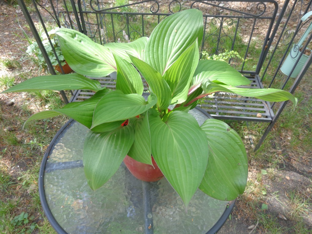 Hosta First Blush sadzonka XXL | Moszczenica | Kup teraz na Allegro Lokalnie