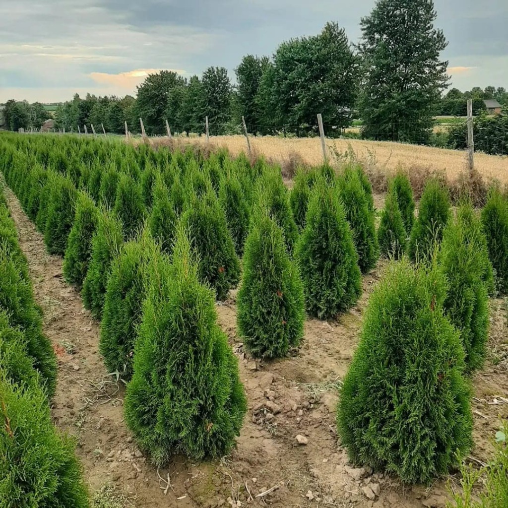 Tuje szmaragd 120-130 cm | Kosarzew Górny | Kup teraz na Allegro Lokalnie